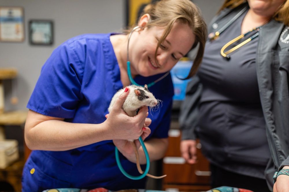 STAR OF TEXAS VETERINARY HOSPITAL - Updated November 2024 - 55 Photos ...