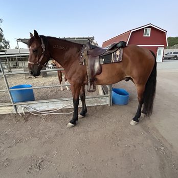 SUSIE Q RANCH - Updated January 2025 - 231 Photos & 190 Reviews - 28330 ...