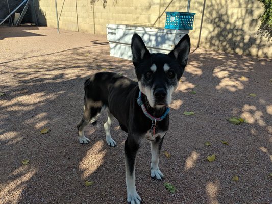 PAWGO - 40 Photos & 90 Reviews - Pet Groomers - Phoenix, AZ - Phone ...