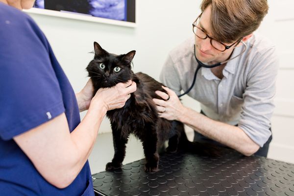 SIMMONS VETERINARY CLINIC - Updated October 2025 - 17 Photos - 121 ...