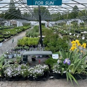 SUN NURSERIES - Updated October 2025 - 29 Photos & 57 Reviews - 14790 ...