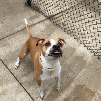 OLDE TOWNE PET RESORT - 113 Photos & 177 Reviews - 8101 Alban Rd ...