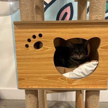 MINI CAT TOWN - MILPITAS - Updated December 2025 - 93 Photos & 34 ...