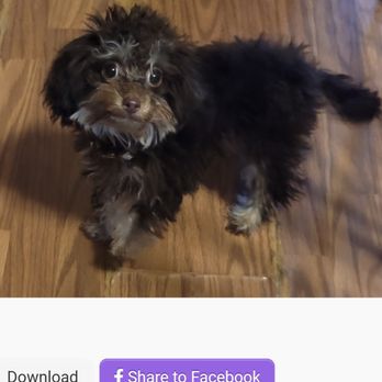 WOOF CITY OF FRISCO - Updated December 2025 - 23 Photos & 47 Reviews ...