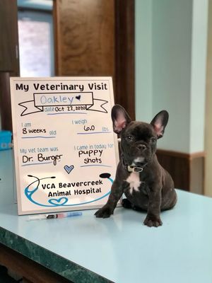 Vca Beavercreek Animal Hospital