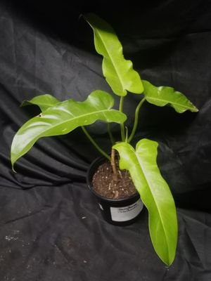 THE PLANT VAN AT FACETS GREENHOUSE - 15 Photos - 5833 IN-62, Tennyson ...