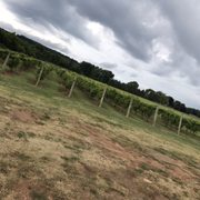 DEJON VINEYARDS - 43 Photos & 46 Reviews - 5300 Hydes Rd, Hydes, MD - Yelp