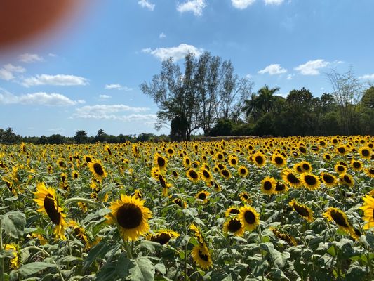 THE BERRY FARMS - 674 Photos & 153 Reviews - 13720 SW 216th St, Miami ...