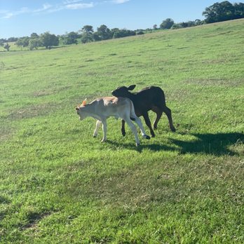 ROCKIN’ STAR RANCH - Updated August 2025 - 224 Photos & 20 Reviews ...