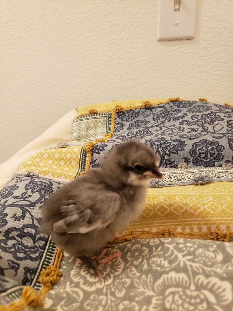 DUNLAP HATCHERY - Updated December 2025 - 12 Photos & 16 Reviews - 4703 ...