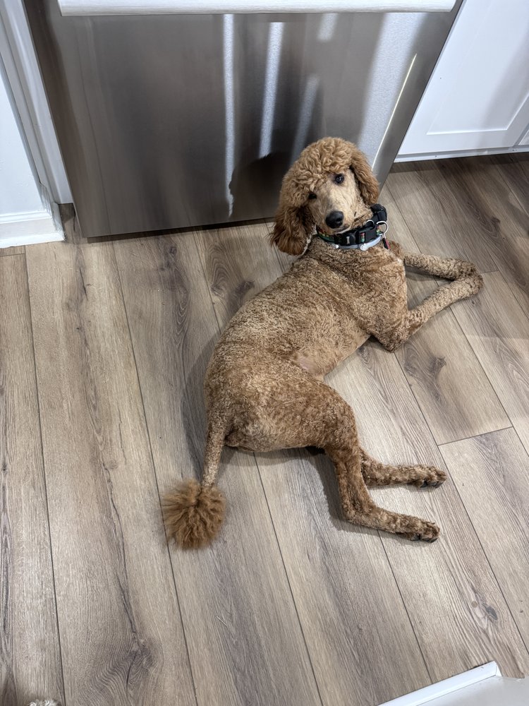 DOGGIE & KITTY CAT GROOMING SALON - Updated September 2024 - 57 Photos ...