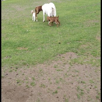 FAWN DOE ROSA - Updated October 2025 - 137 Photos & 45 Reviews - 2131 ...