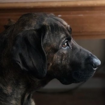 VCA FALCON VILLAGE ANIMAL HOSPITAL - Updated October 2025 - 15 Photos ...