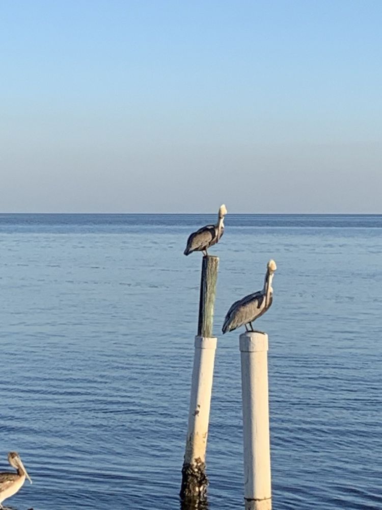 ISLAND PLACE CONDO RENTALS - Updated September 2025 - 13 Photos - 1st ...