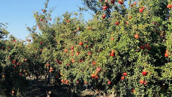 ARYA FARM PRODUCE - Updated December 2025 - 97 Photos & 80 Reviews ...