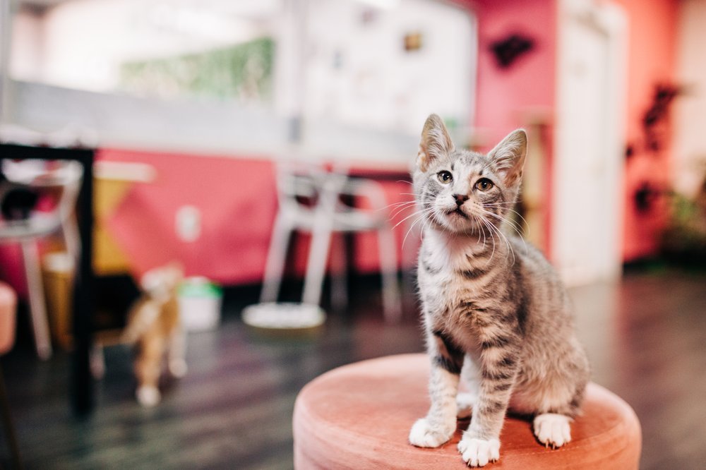TALLY CAT CAFE - 126 Photos & 45 Reviews - 2218 N Monroe St ...