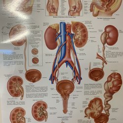 ARI D SILVERSTEIN MD - Urologists - 701 NW 13th St, Boca Raton, FL ...