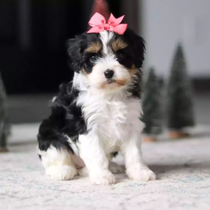 MONROE ROAD ANIMAL HOSPITAL - Updated September 2025 - 21 Photos & 68 ...