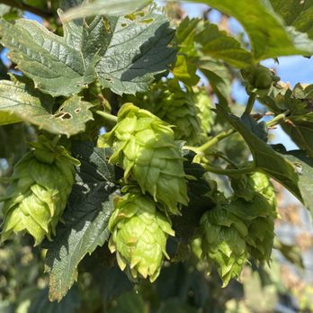 CLIMBING BINES HOP FARM - Updated January 2026 - 127 Photos & 101 ...