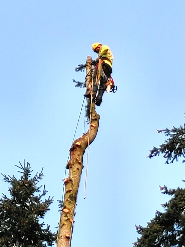 TREE MAN RENOVATIONS - Updated February 2025 - 11 Photos - 27002 168th ...