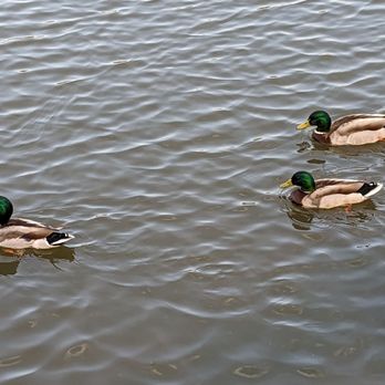 WEST RIDGE NATURE PARK - Updated December 2024 - 208 Photos & 20 ...