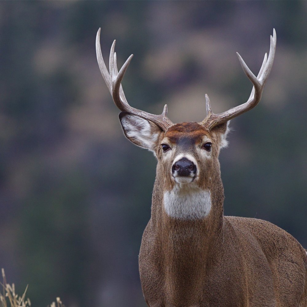 ICON MEATS - Updated December 2025 - 18 Photos - Cadott, Wisconsin ...