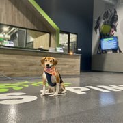 PAWS & PINTS - 94 Photos & 36 Reviews - 6218 Willowmere Dr, Des Moines ...