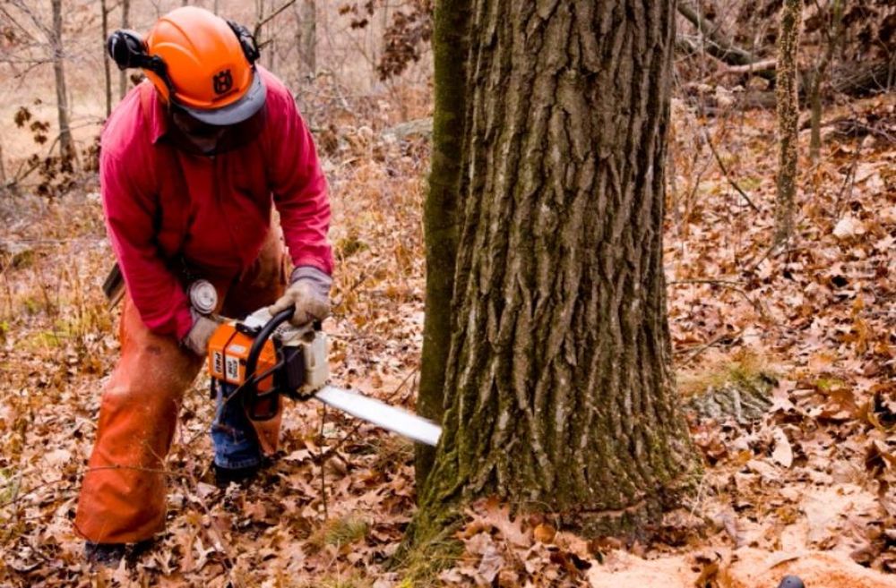 UNION TREE EXPERTS - Updated June 2025 - 36 Photos - 6206 Rockwell Dr ...