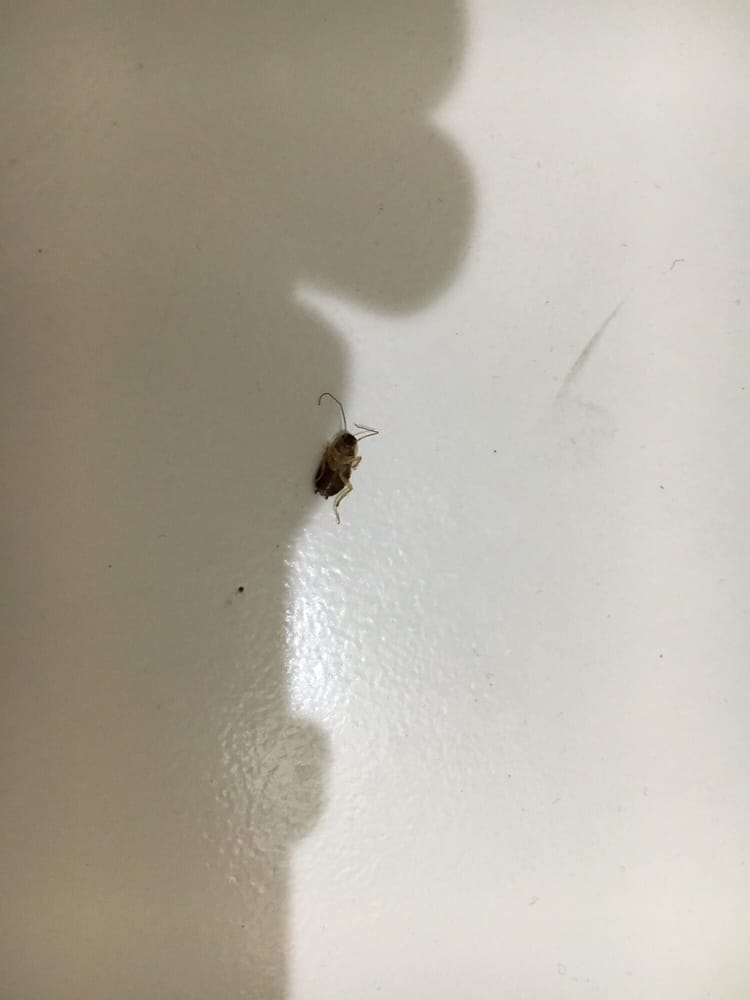 HOLIDAY LODGE MOTEL - Updated December 2025 - 15 Photos & 11 Reviews ...