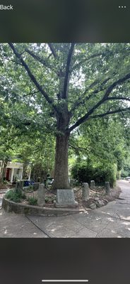 THE TREE THAT OWNS ITSELF - Updated October 2025 - 22 Photos & 15 ...