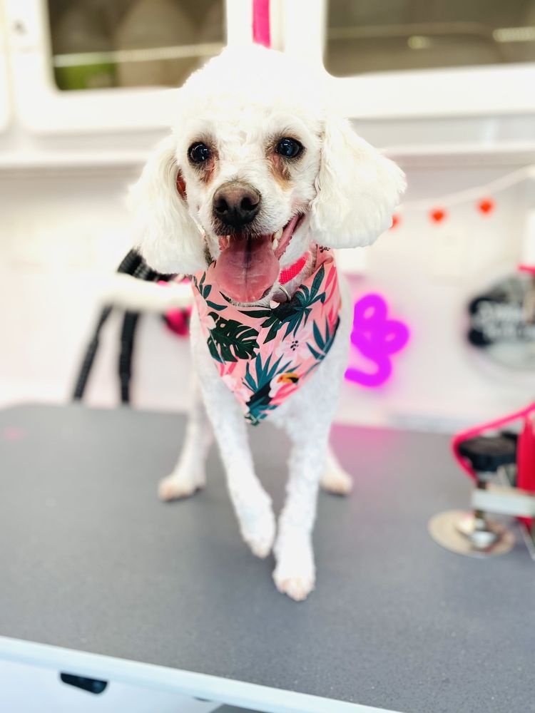 SPAW DAY MOBILE GROOMING SALON - Updated May 2025 - 43 Photos & 12 ...