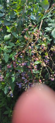 BUSH NECK FARM - Updated December 2025 - 14 Photos - 1502 Bush Neck Rd ...