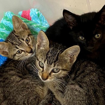 THE KAAWS CLINIC - Updated June 2024 - 33 Photos & 135 Reviews - 17259 ...