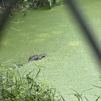 CROC ENCOUNTERS - 250 Photos & 125 Reviews - 8703 Bowles Rd, Tampa ...