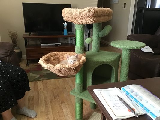 ADVENTURE PETS - Updated January 2026 - 1612 S Laurel Rd, London ...