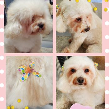 MUTT CUTS MOBILE GROOMING - Updated July 2025 - 121 Photos & 88 Reviews ...