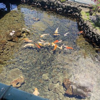 PONDS HILO - Updated May 2024 - 568 Photos & 516 Reviews - 135 ...
