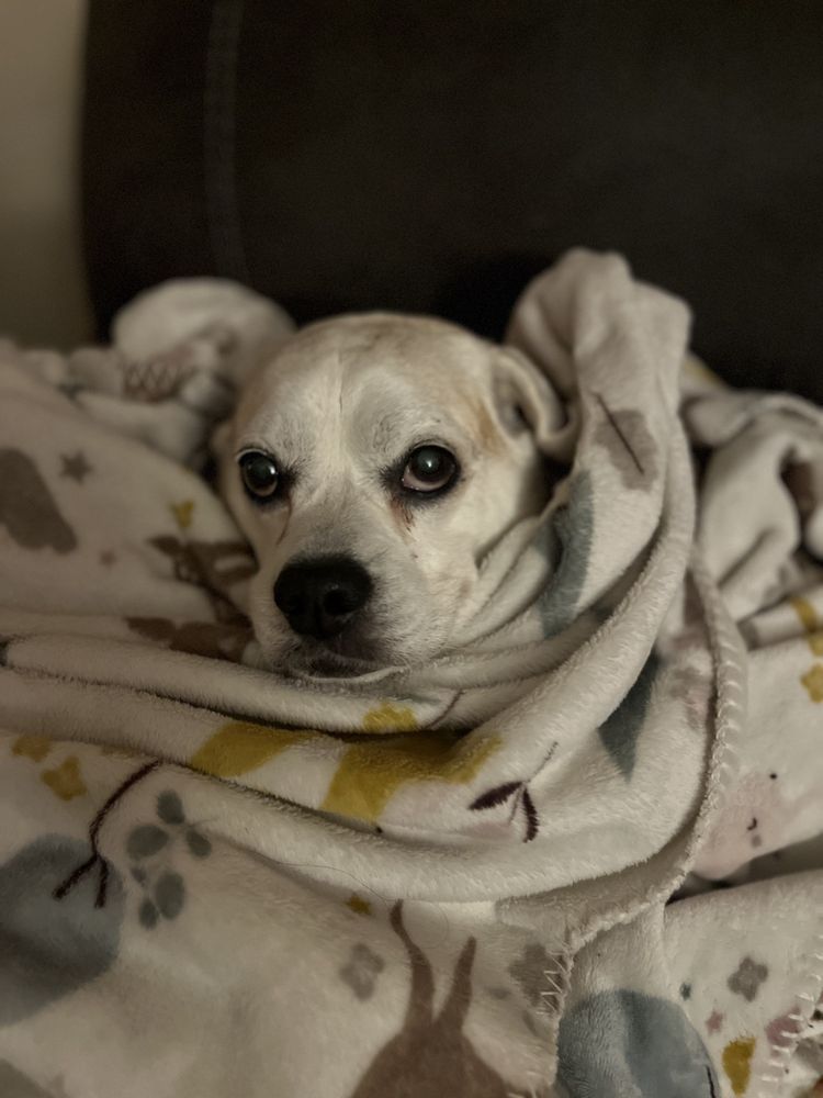 SMARTVET MOBILE VETERINARY SERVICE - Updated June 2025 - 39 Photos & 22 ...