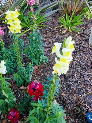 FREDERICKA MANOR RETIREMENT COMMUNITY IN CHULA VISTA - 85 Photos & 10 ...