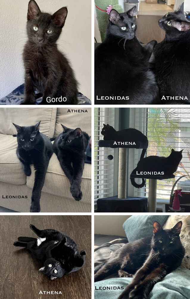 SAVE OUR STRAYS - Updated December 2025 - Tampa Bay, Florida - Pet ...