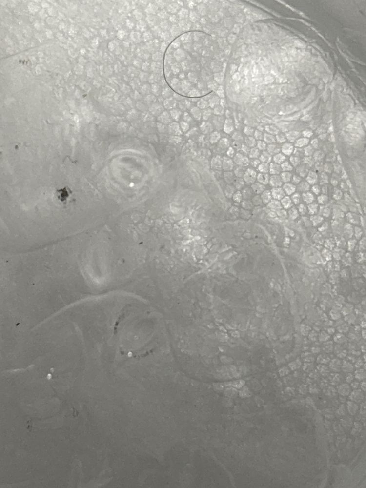 WAFFLE HOUSE - Updated January 2026 - 22 Photos & 24 Reviews - 4737 ...