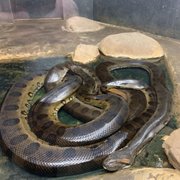 CLYDE PEELING’S REPTILAND - 142 Photos & 39 Reviews - Zoos - 18628 US ...