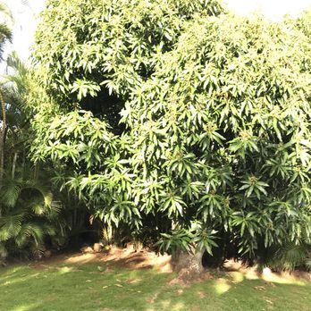 NILO LANDSCAPE - Updated January 2026 - 11 Photos - 932 Waiakamilo Rd ...