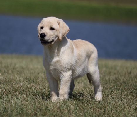 SIMPSON’S LABRADOR RETRIEVERS - Updated December 2025 - 38 Photos - Red ...