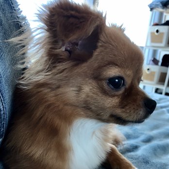 ALOHA DOG - Updated December 2025 - 213 Photos & 96 Reviews - 525B ...