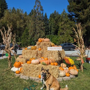 PATCHEN PUMPKIN PATCH - Updated September 2024 - 82 Photos & 19 Reviews ...