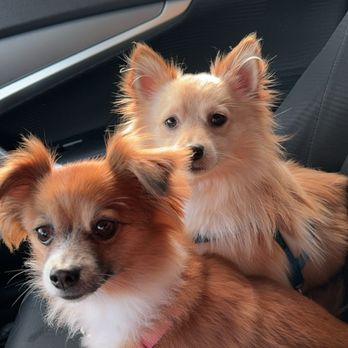 MUTT CUTTS DOG SPA - Updated August 2025 - 295 Photos & 304 Reviews ...