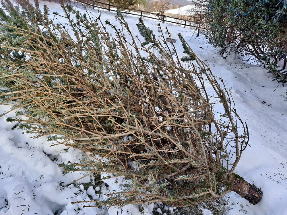 HEWITT’S GARDEN CENTERS - WILTON - Updated December 2024 - 23 Photos ...