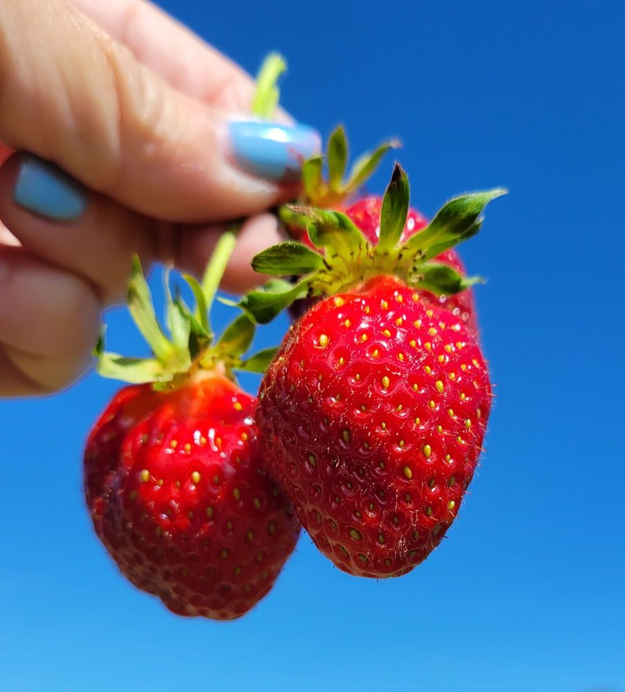 COLUMBIA FARMS U-PICK - TEMP. CLOSED - Updated January 2026 - 120 ...