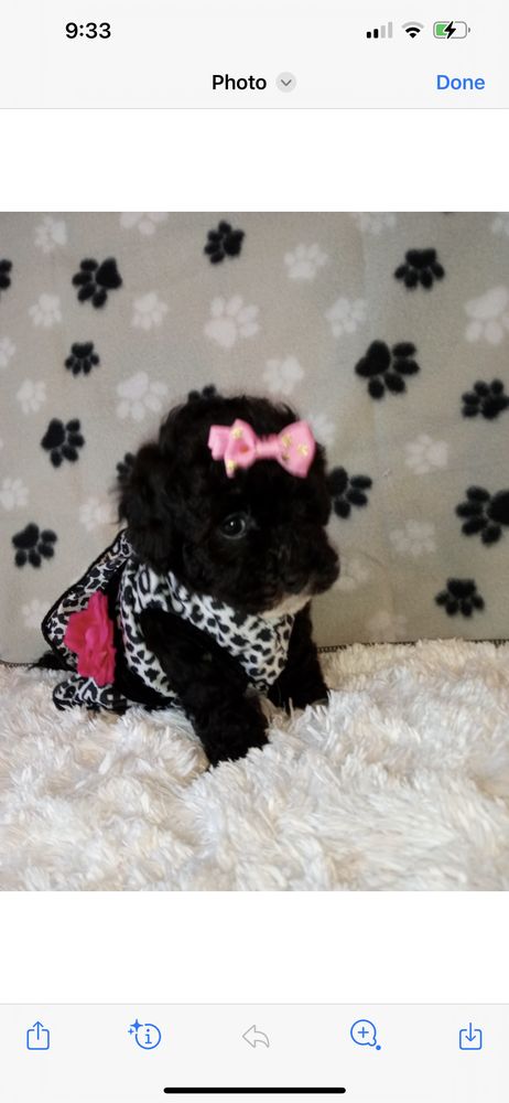 PUPPY TAILS KENNEL OF WALKER - Updated December 2025 - 10 Photos ...